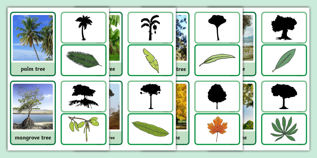 World Trees and Leaves Three Part Matching Cards - Twinkl