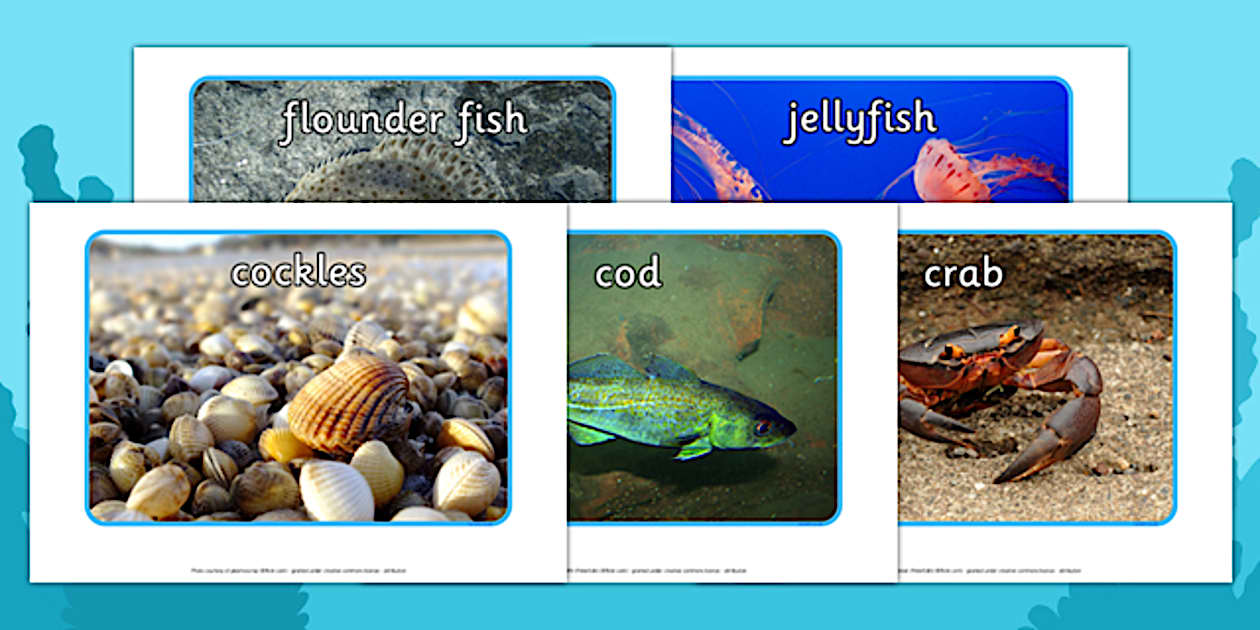 Marine Life Display Photo Pack (teacher made) - Twinkl