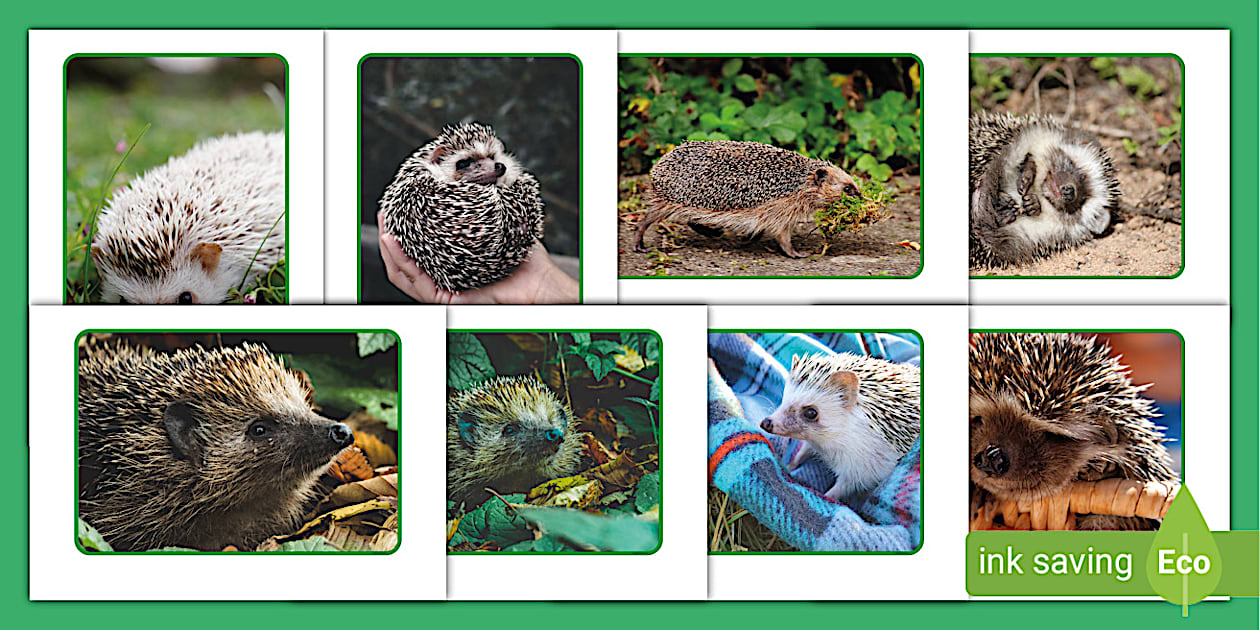 Hedgehog Photo Pack | Display Resources | Twinkl - Twinkl