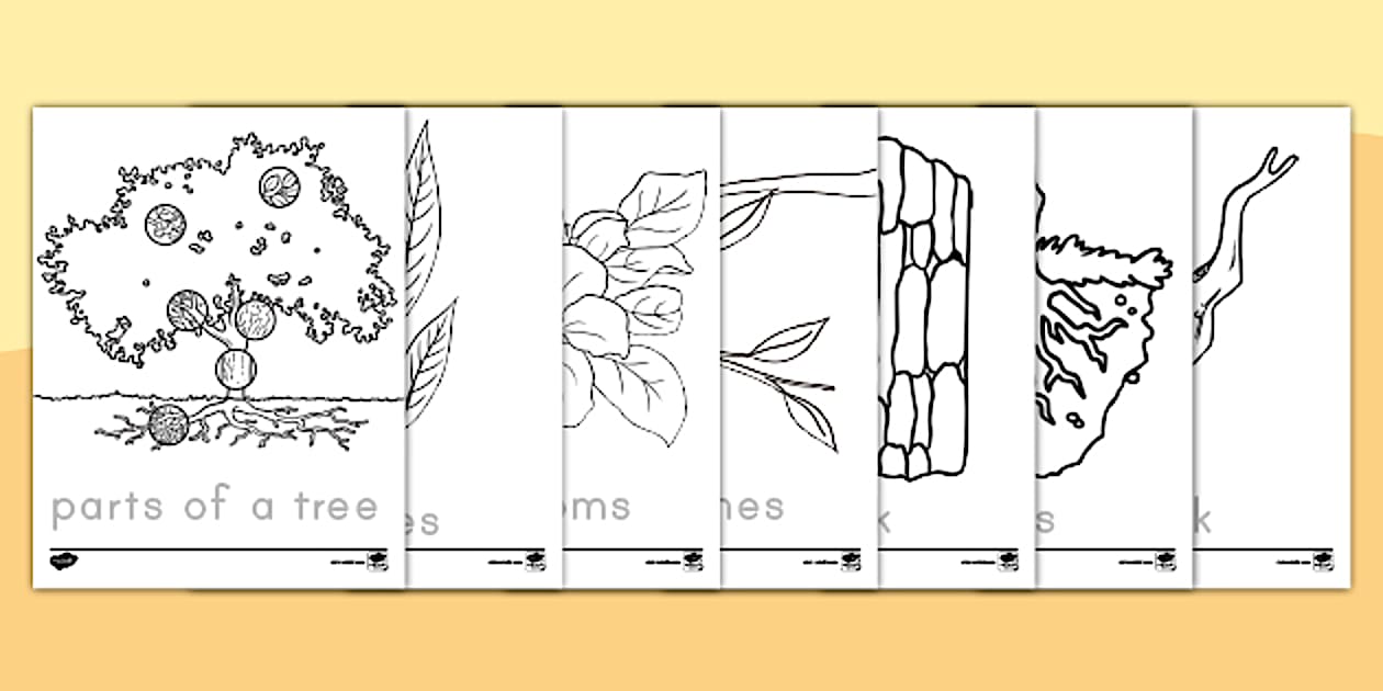Early Childhood Parts of a Tree Trace and Color Worksheet