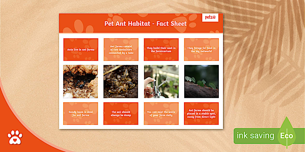 Pet Ant Habitat - Fact Sheet - Ant Farm - Ants - Twinkl Pets