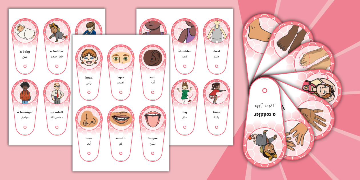 My Body Word Fan English/Arabic (teacher made) - Twinkl