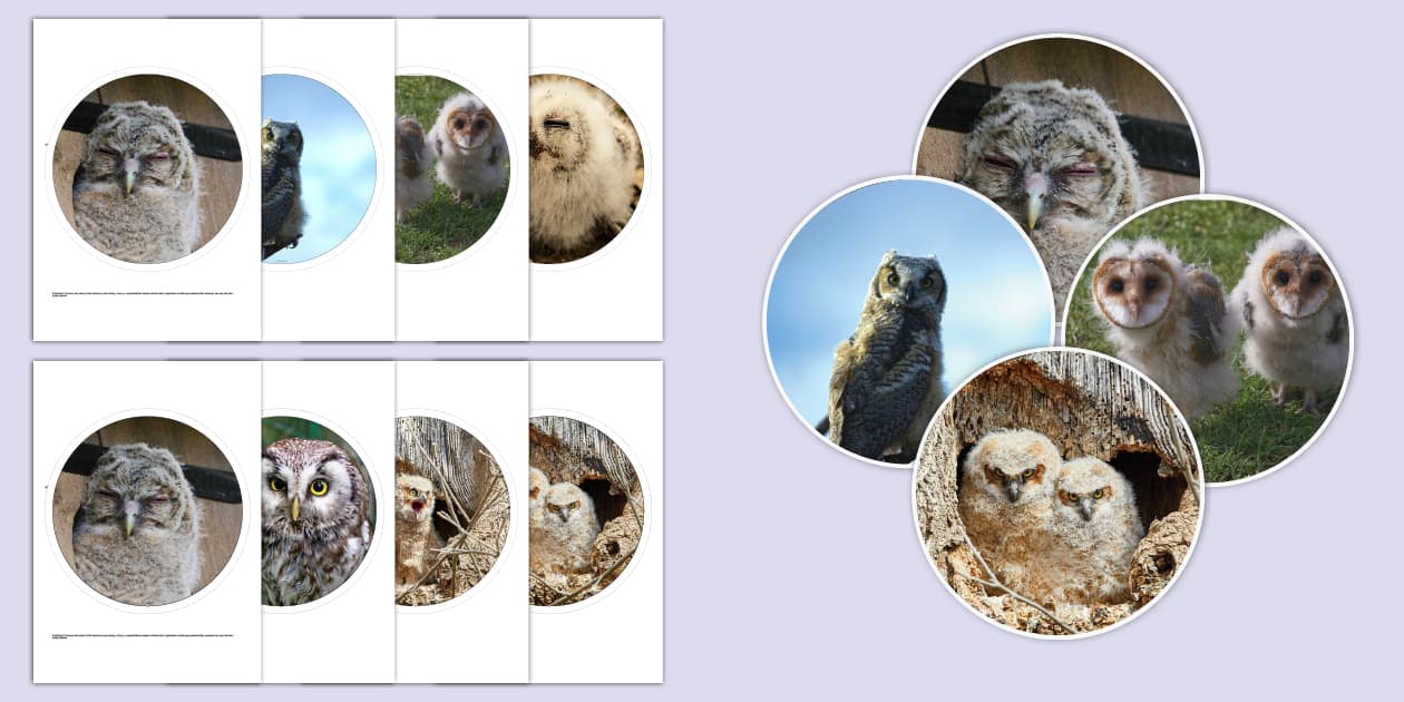 Baby Owls Circle Display Photo Cut-Outs - Twinkl