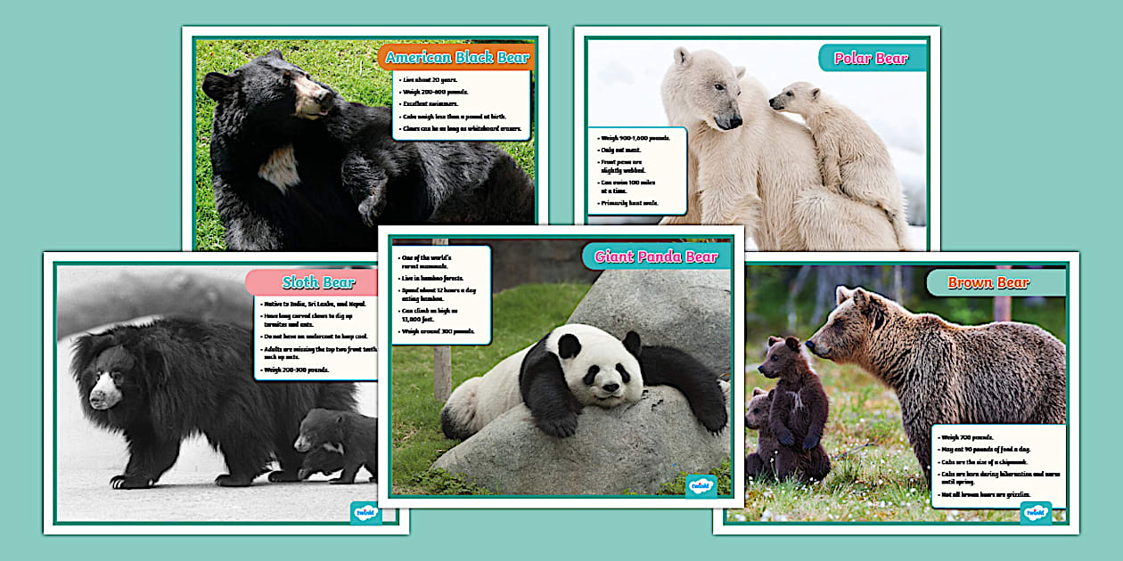 All About Bears Posters (teacher made) - Twinkl