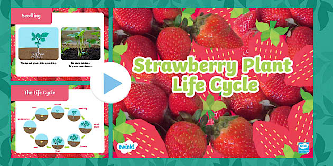 Strawberry Plant Life Cycle PowerPoint (teacher made)
