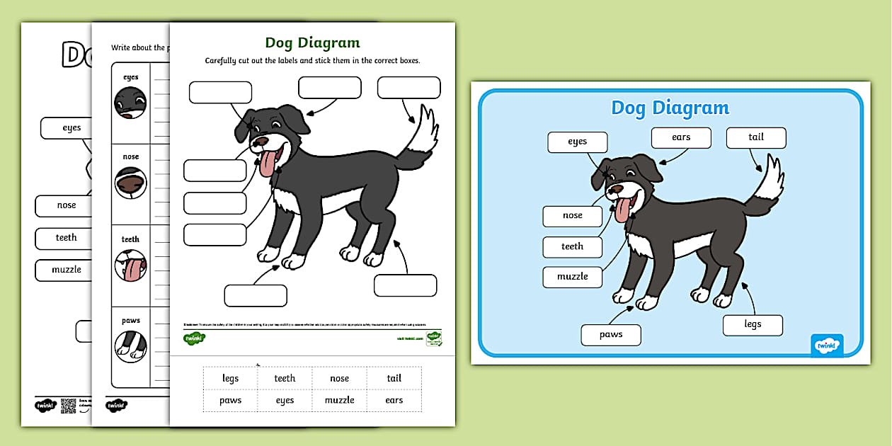 Dog Diagram Pack (teacher made) - Twinkl