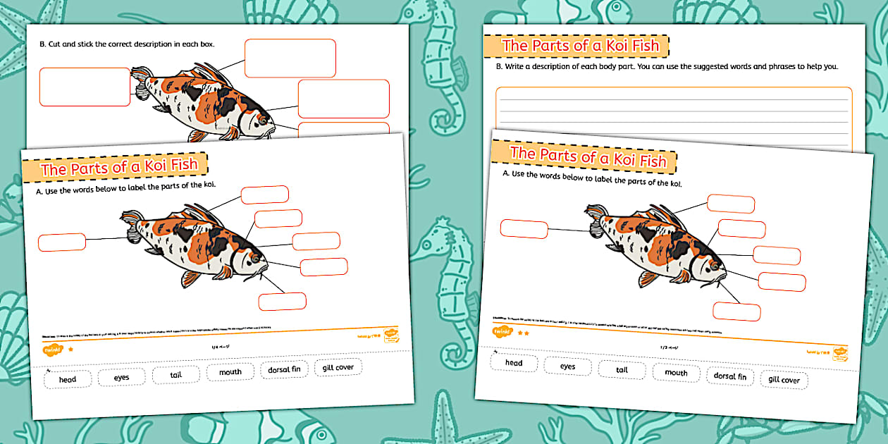 鯉の体の仕組み プリント Parts of a Koi Fish Labelling Worksheet｜Twinkl
