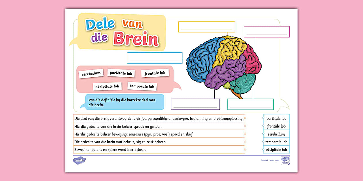 Dele Van Die Brein (Teacher-Made) - Twinkl