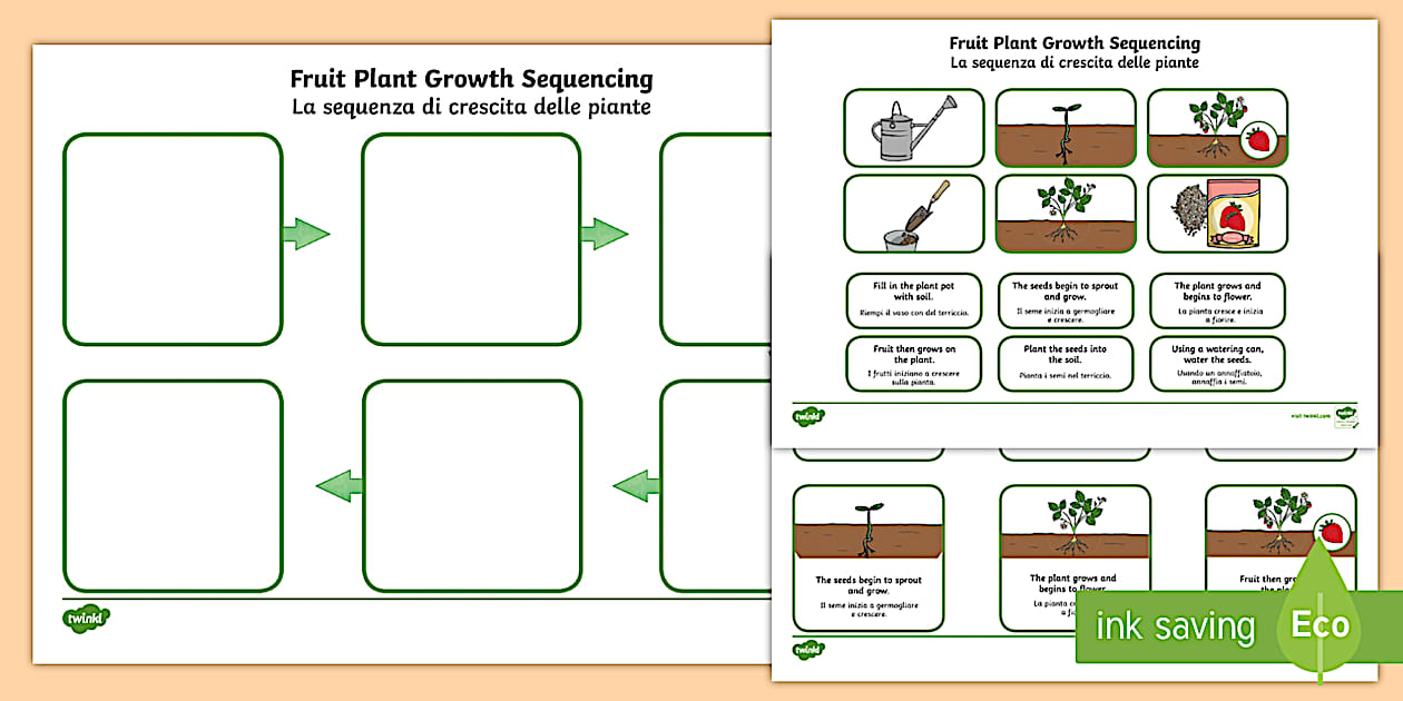 Plant Growth Sequencing Activity English/Italian - Twinkl