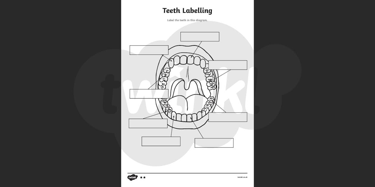 labelling teeth diagram