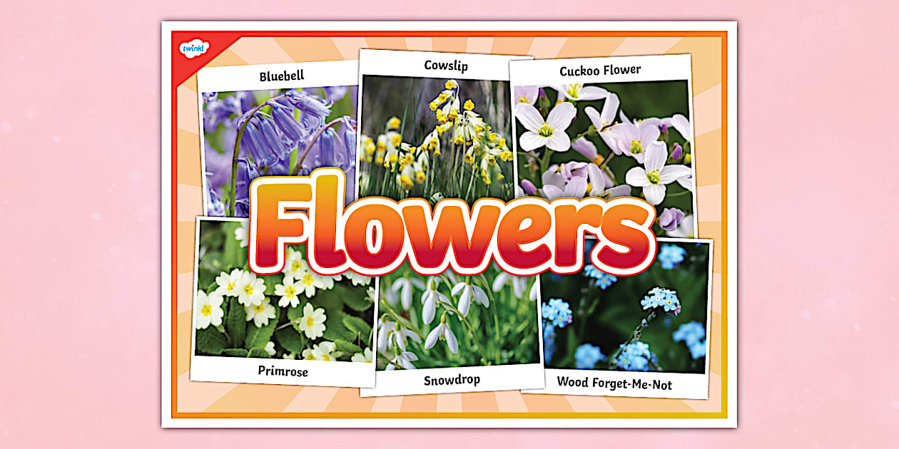 Flowers Photo Display Poster (teacher made) - Twinkl