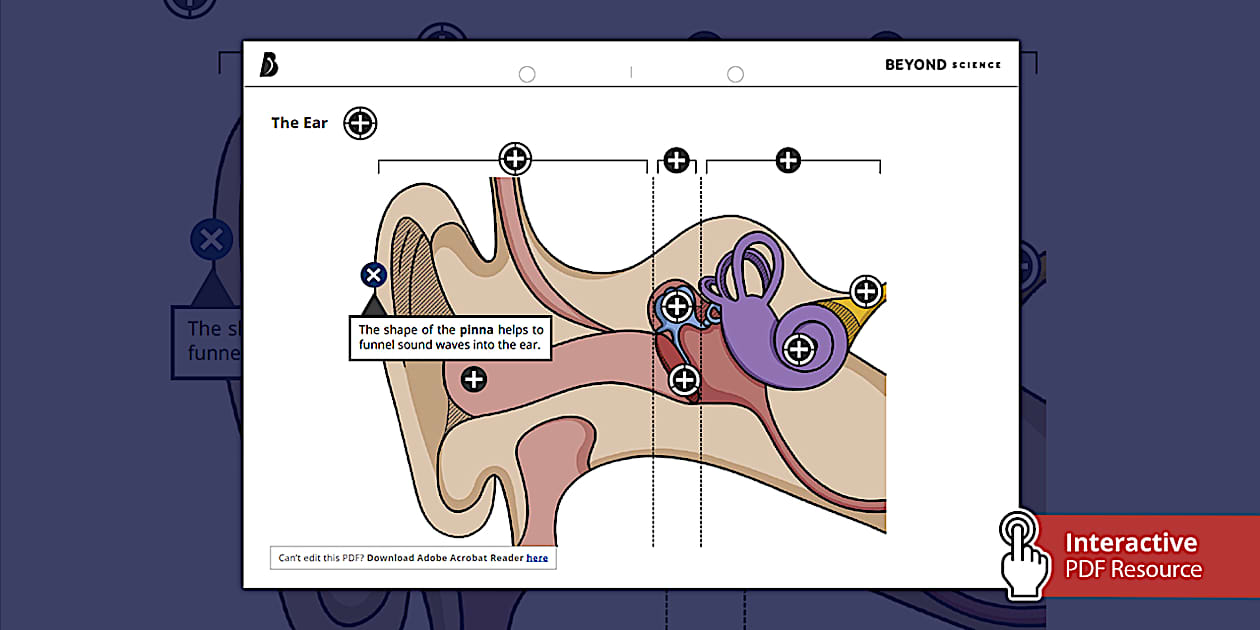 Ear Diagram Labelled Interactive PDF | Resources | Twinkl