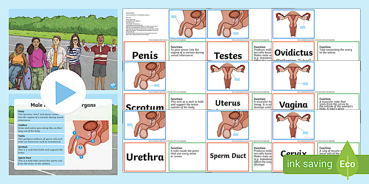 Editable My Changing Body KS2 Activity Pack - Twinkl