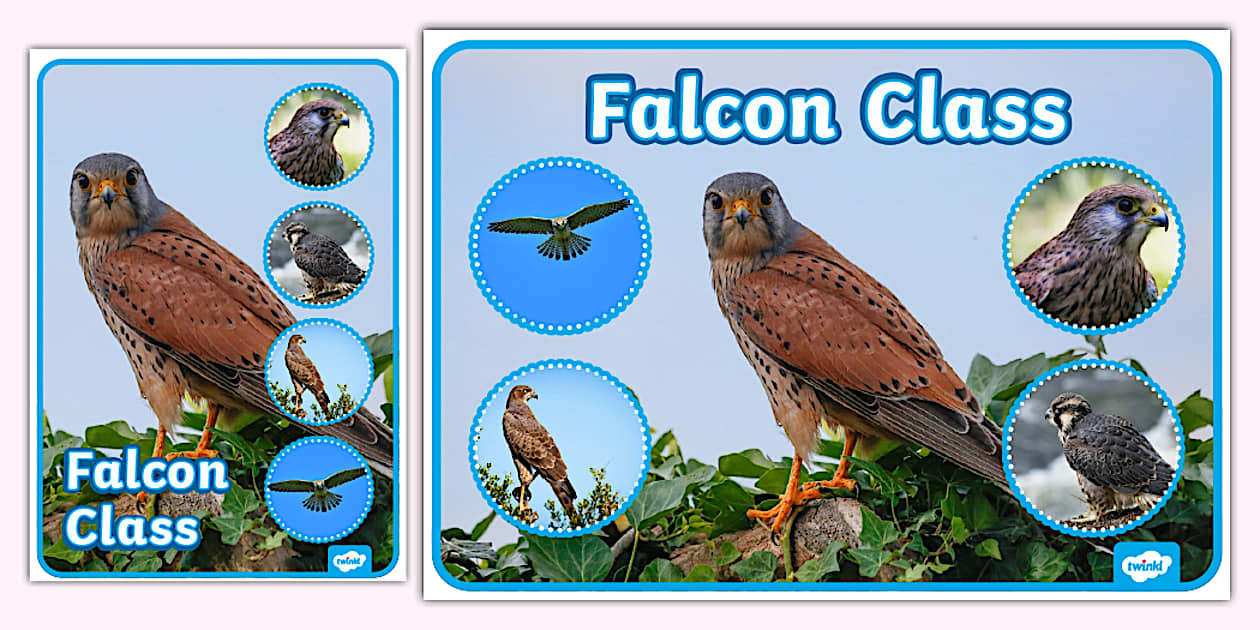 Falcon Class Photo Poster - KS1 (teacher made) - Twinkl