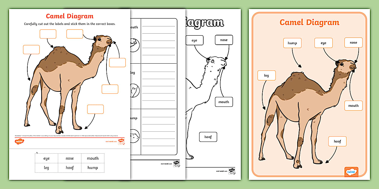 Camel Diagram Pack (teacher made) - Twinkl