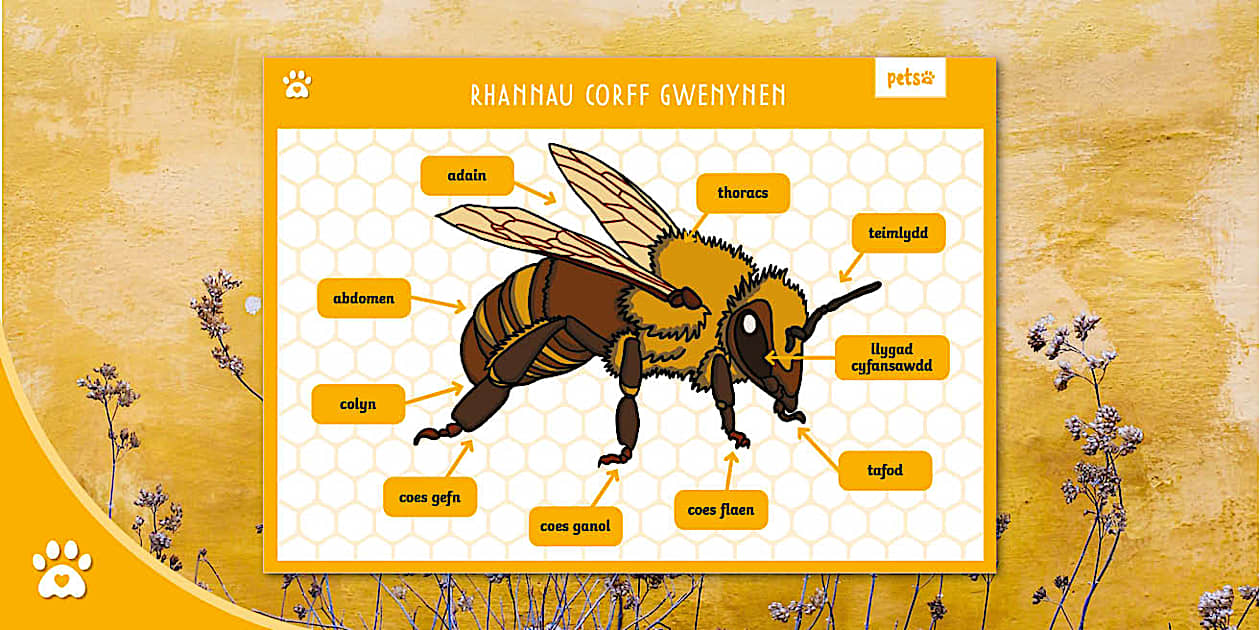 Poster Arddangos Rhannau Corff Gwenynen