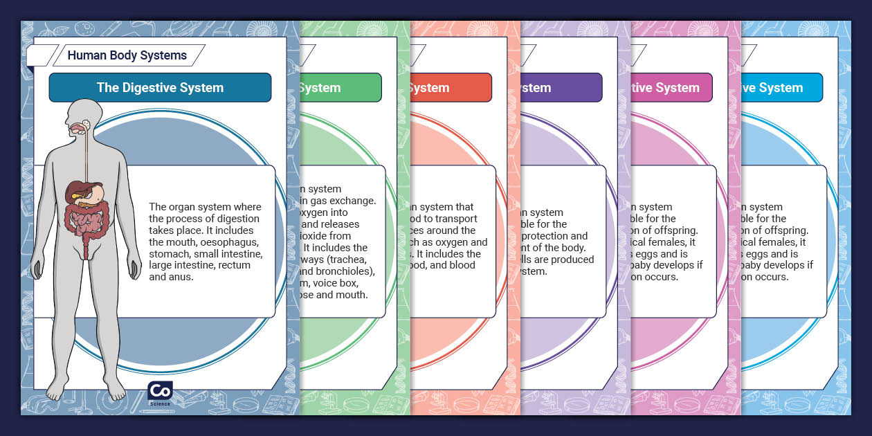 Human Body Systems: Classroom Display Posters (Teacher-Made)