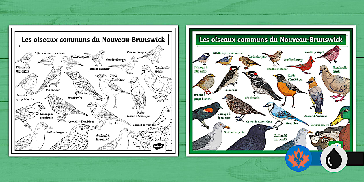 Common Birds of New Brunswick French (teacher made) - Twinkl