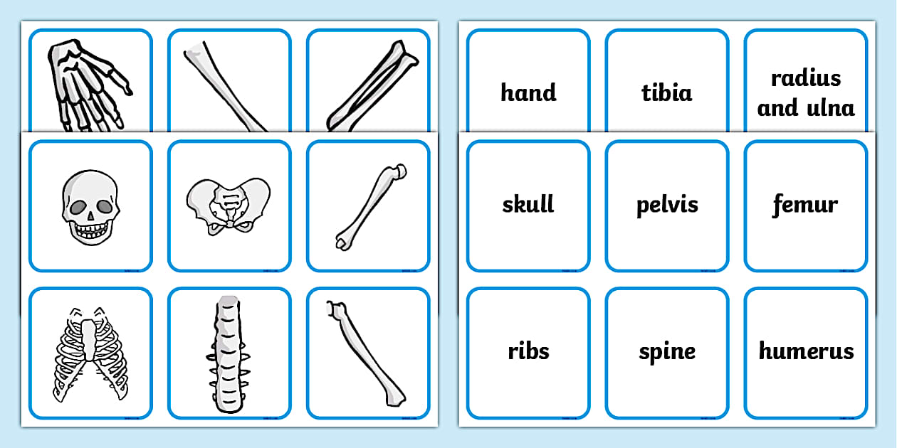 Bones of the Body Matching Cards - - Twinkl