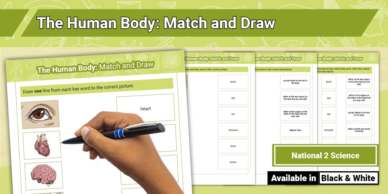 Human Body Match & Draw Activity