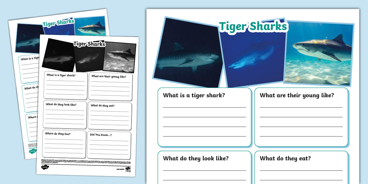 Tiger Shark Fact File Template - Twinkl SESE