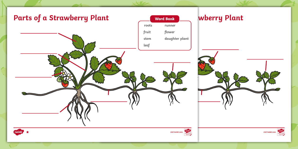 Parts of a Strawberry Plant Labelling Activity - Twinkl