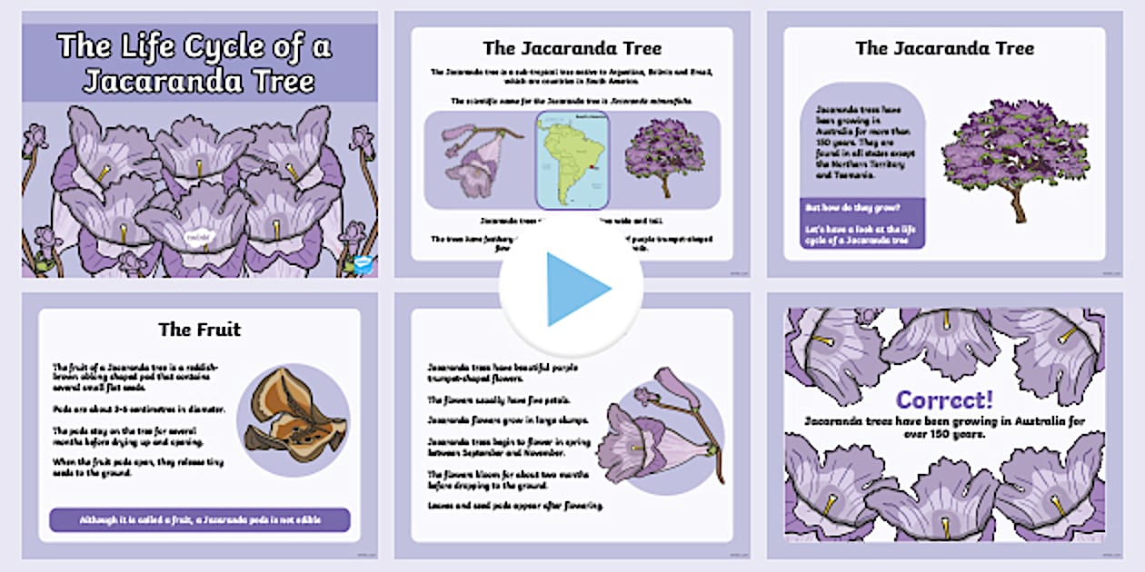 Life Cycle of a Jacaranda Tree PowerPoint - Twinkl