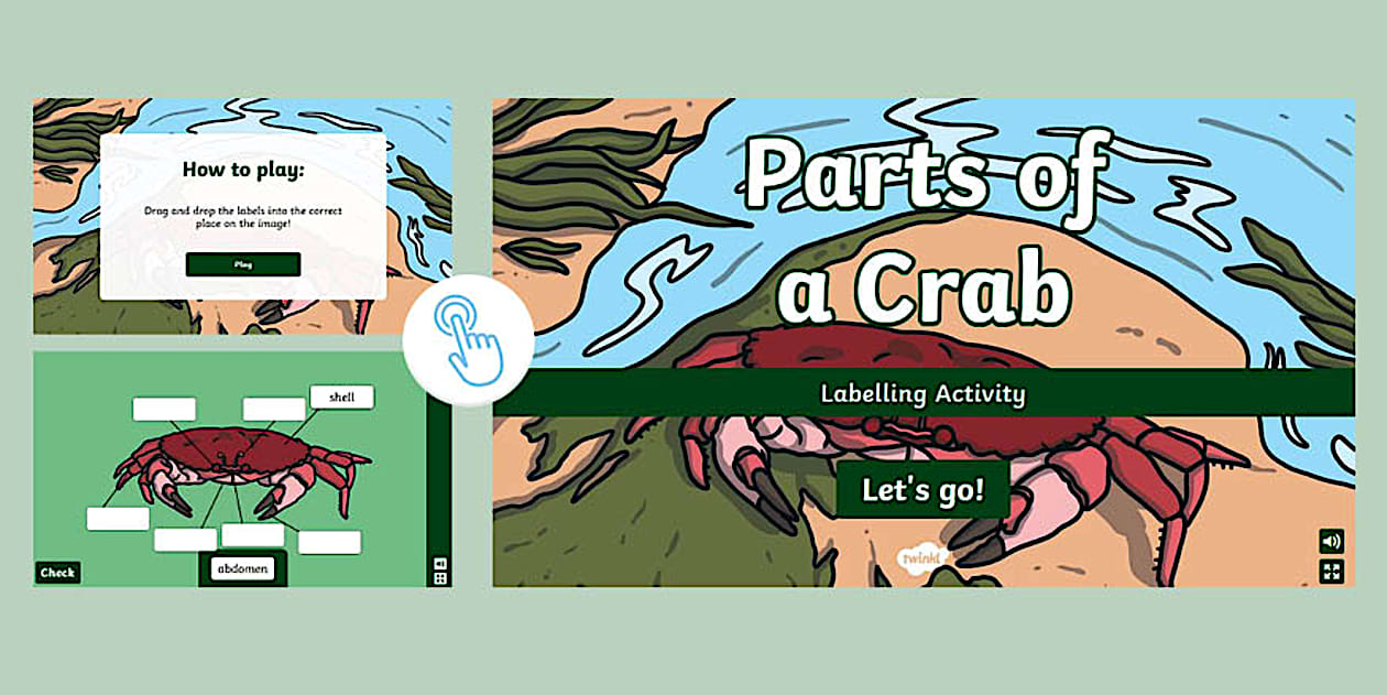 Parts of a Crab Interactive Labelling Activity - Twinkl