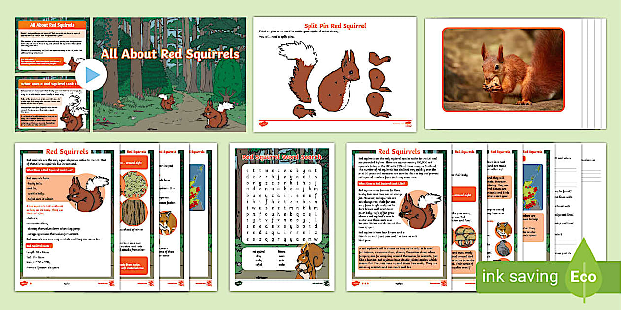 Red Squirrel Appreciation Day First Level Resource Pack