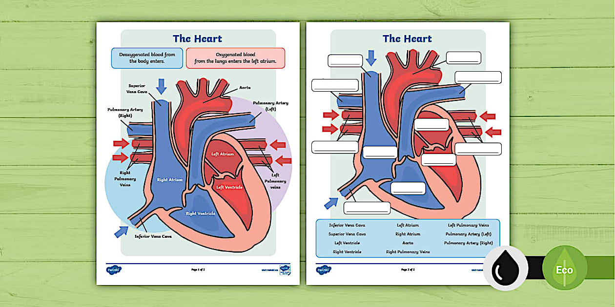 Human Body: Parts of the Heart Labelling Activity - Twinkl