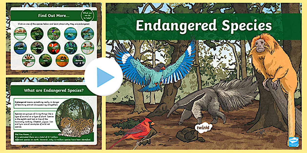 All About Endangered Species PowerPoint (teacher made)