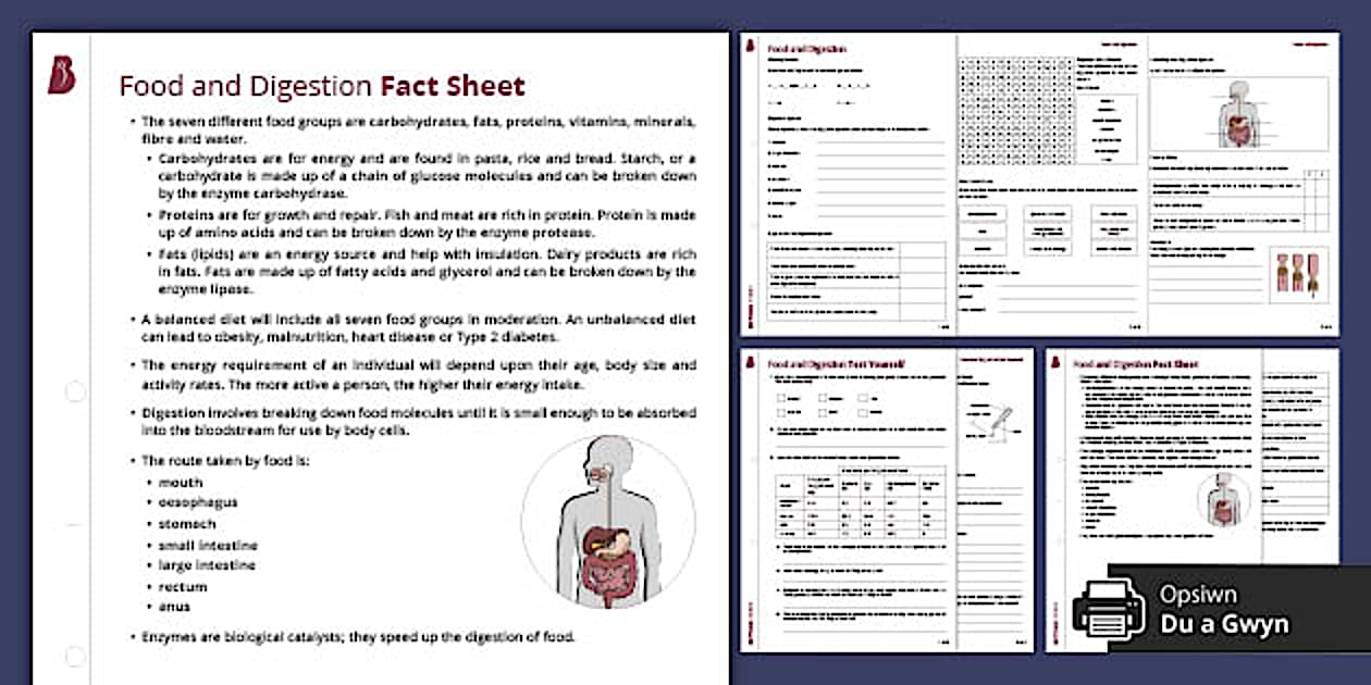 Beyond Cymru: Food and Digestion Assessment Pack - Twinkl