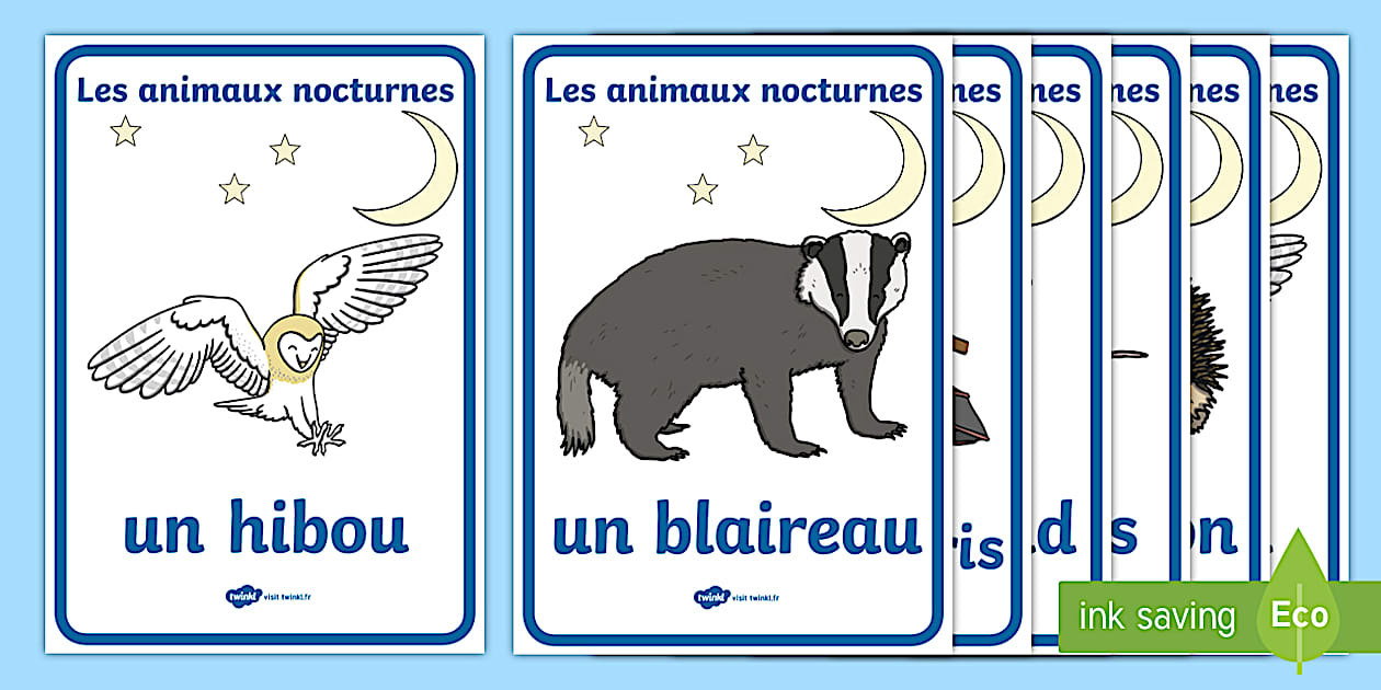 Posters : les animaux nocturnes (Teacher-Made) - Twinkl