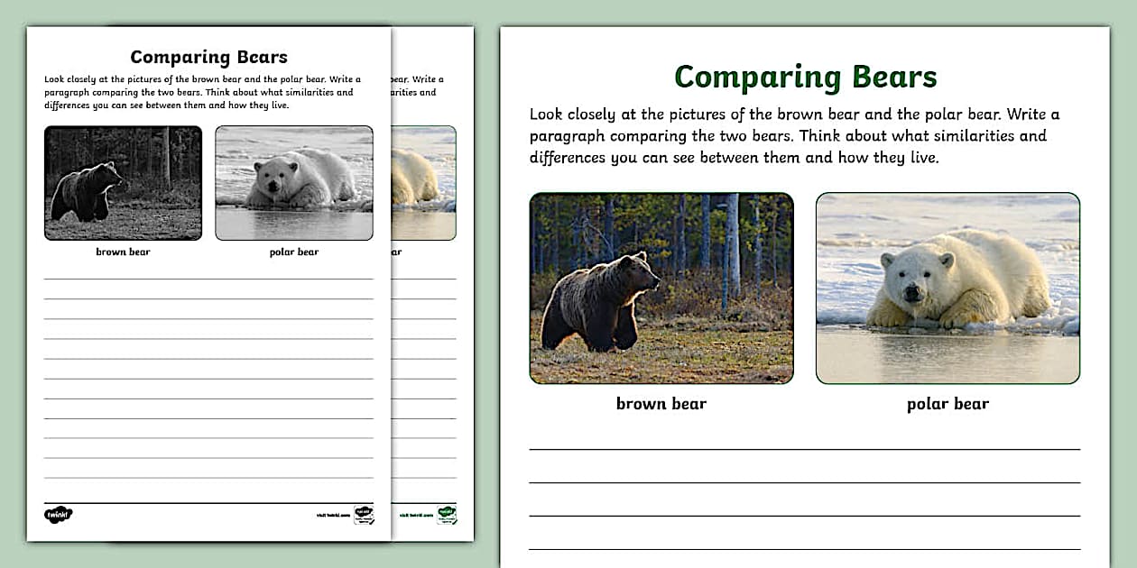 Comparing Bears Worksheet (professor feito) - Twinkl