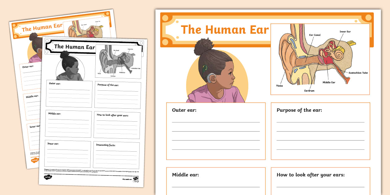 Human Ear Fact File Template - Twinkl Science - Twinkl