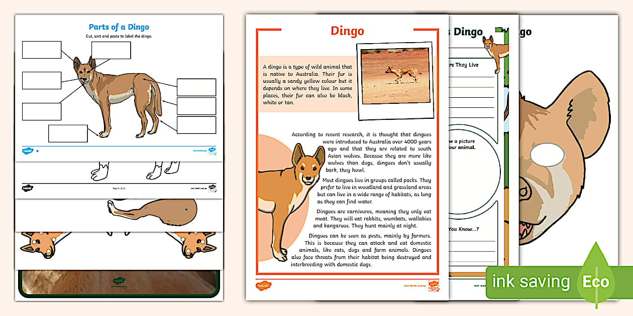 Australian Animals Dingo Resource Pack (teacher made)