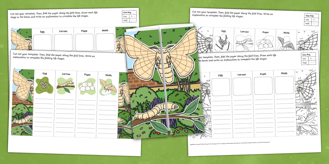 * NEW * Silkworm Folding Life Stages Template - Twinkl