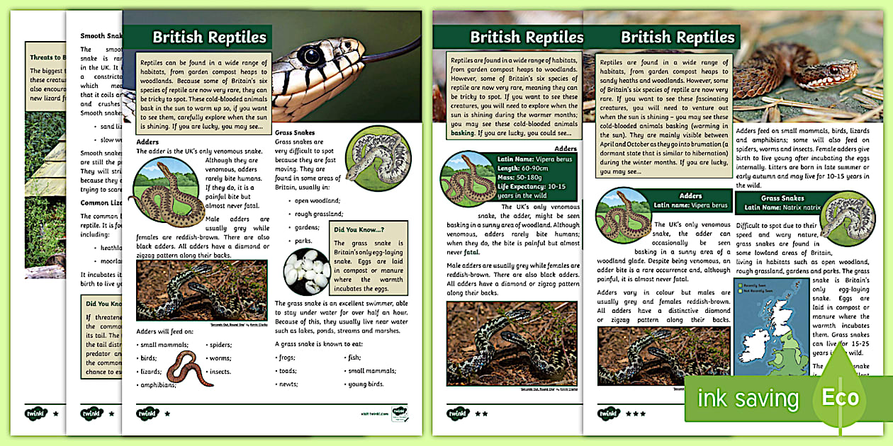 KS2 All about British Reptiles Differentiated Reading Comprehension ...