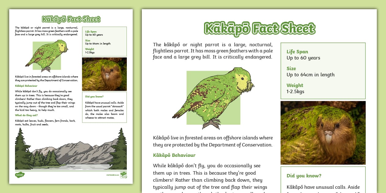 Kākāpō Fact Sheet - New Zealand Endemic Birds - Twinkl