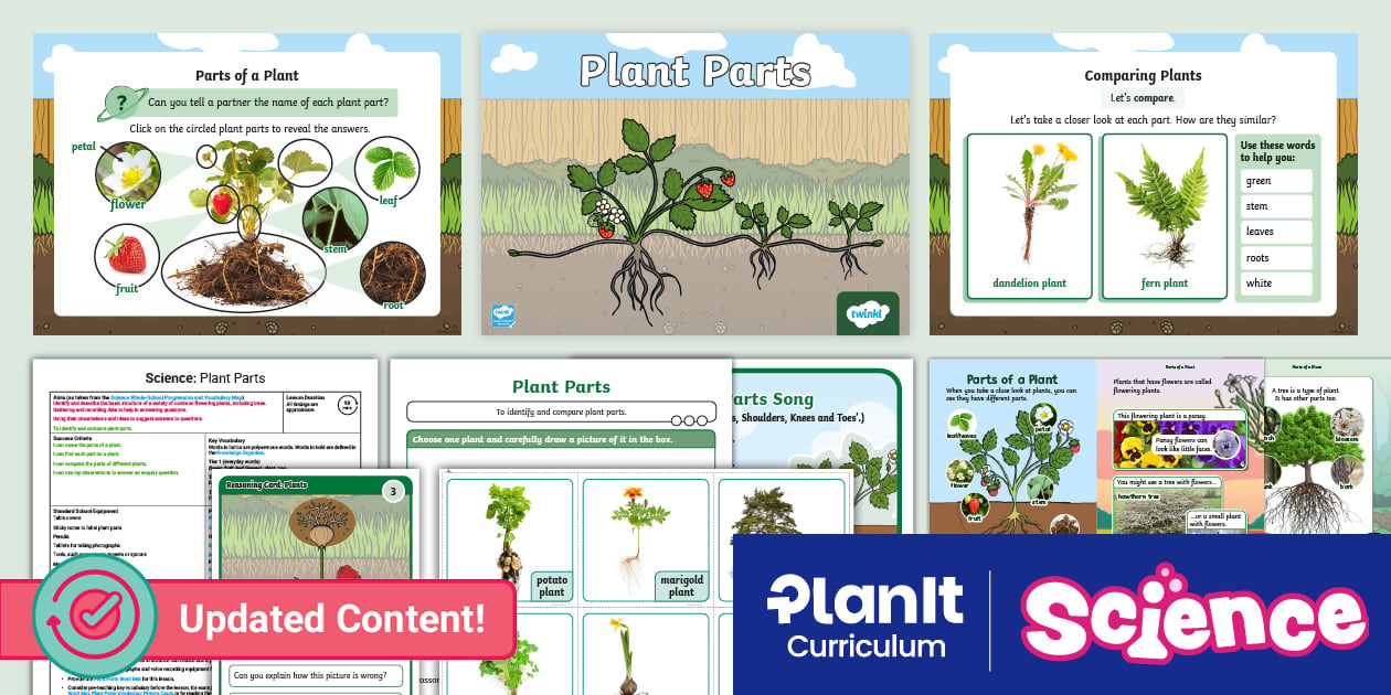 Science: Plants: Plant Parts Year 1 Lesson 3