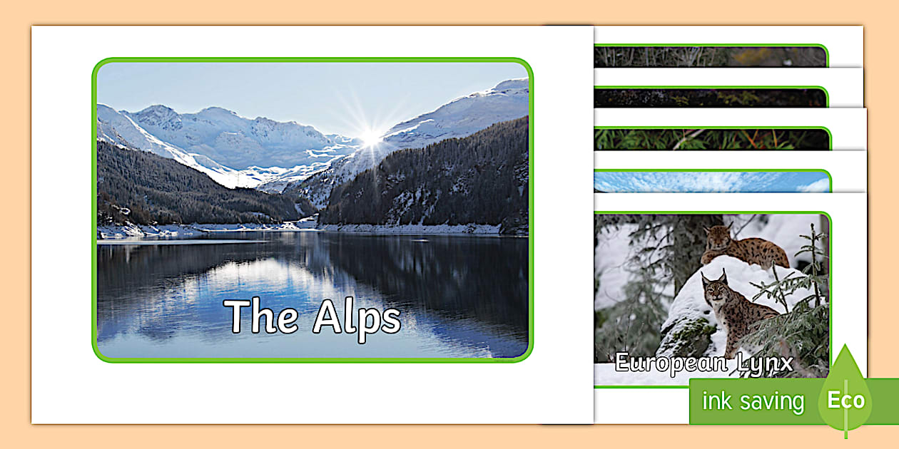 Alpine Animals and Plants Display Photos
