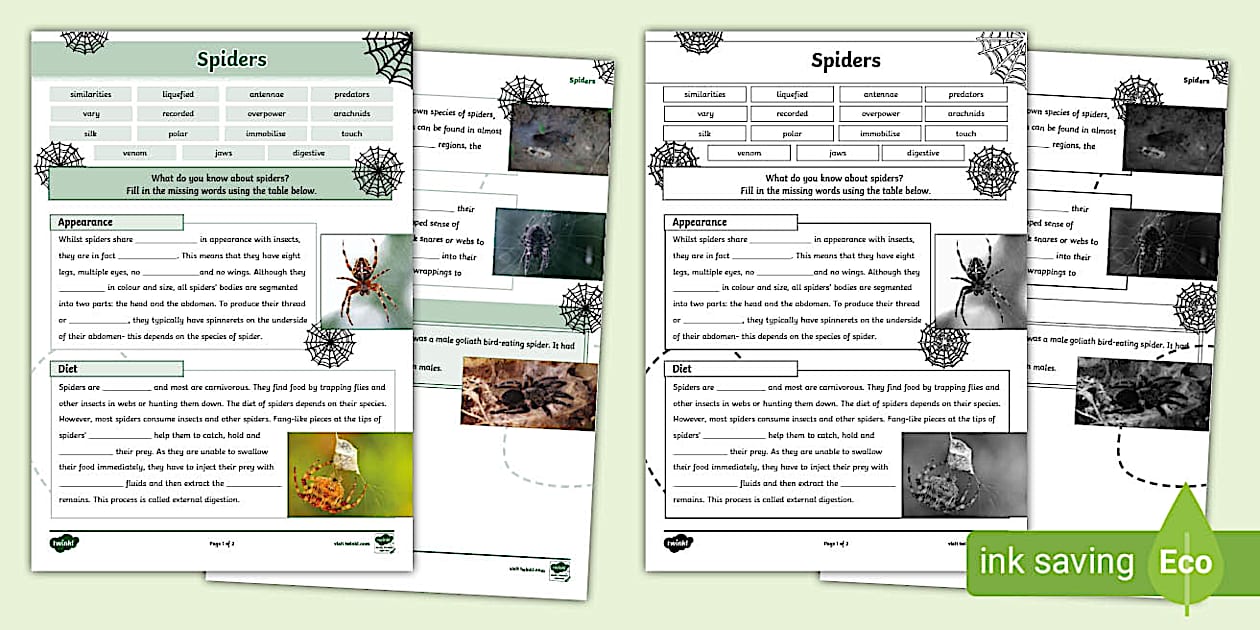 Spiders Cloze Worksheet (teacher made) - Twinkl