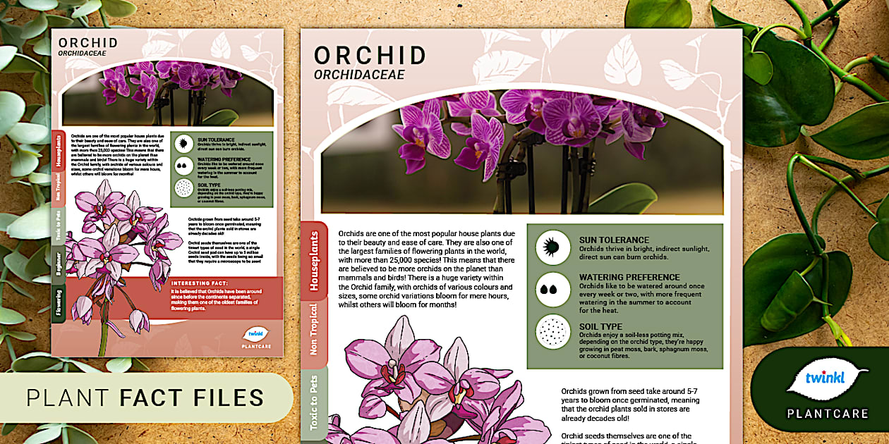 Houseplant Fact File: Orchid, Plantcare, Plants, Indoor