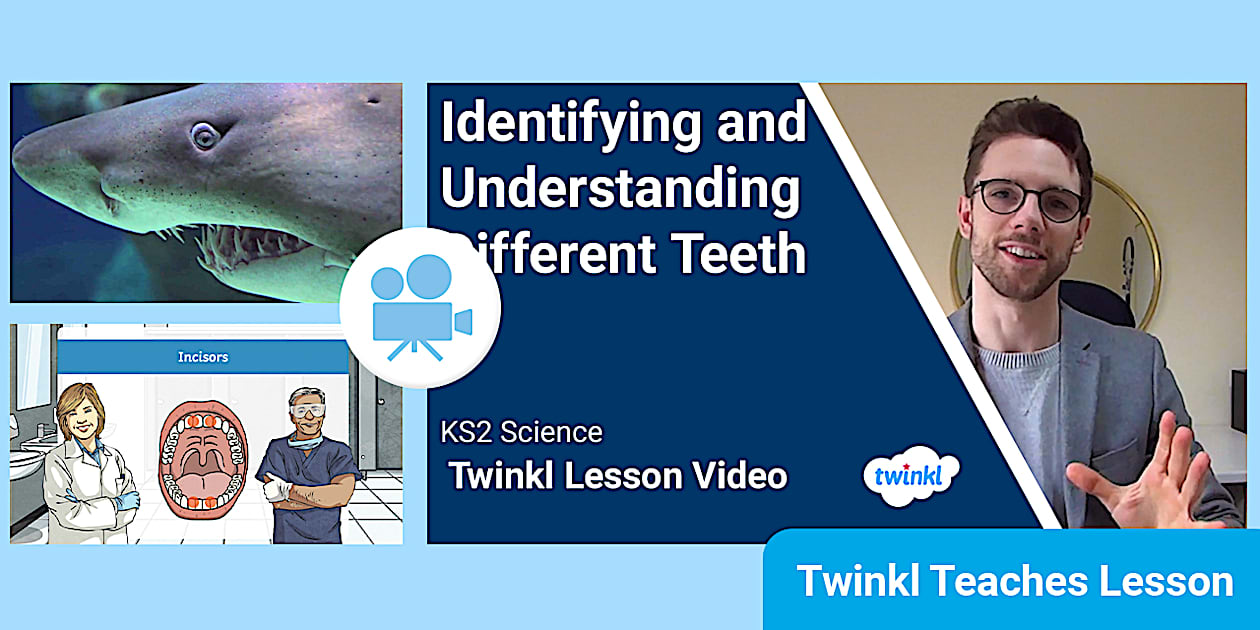KS2 (Ages 7-11) Science: Different Teeth Video Lesson 4