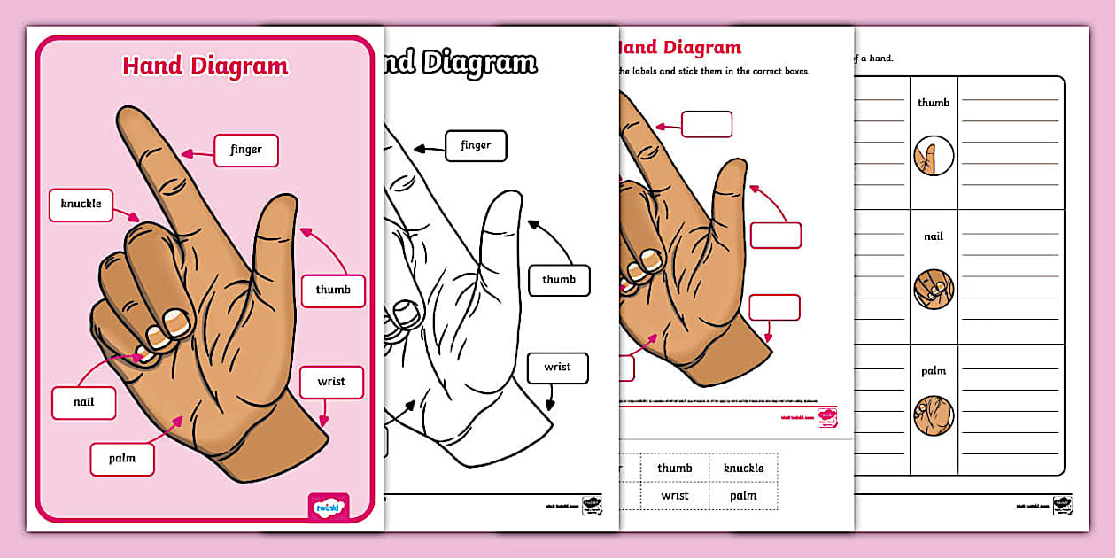 Hand Diagram Pack (teacher made) - Twinkl
