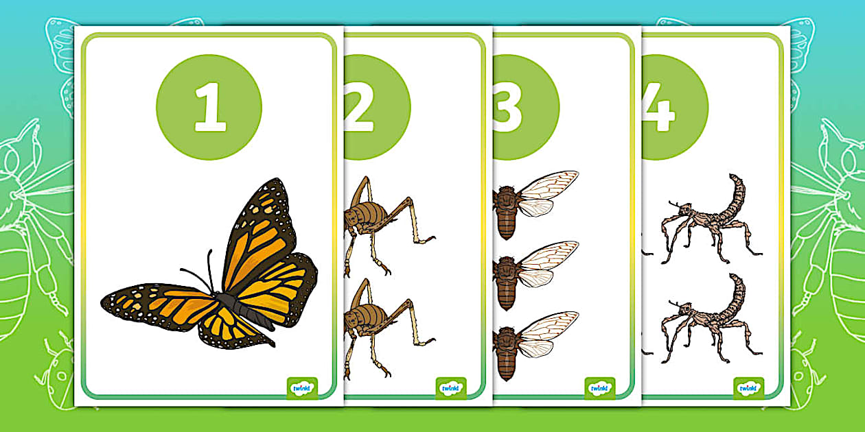 Minibeast Number Flash Cards 1 - 20 - Twinkl