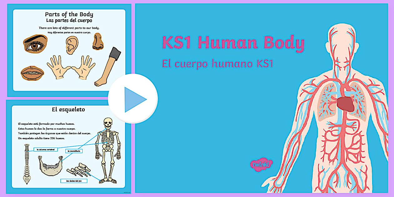KS1 Human Body Information PowerPoint English/Spanish