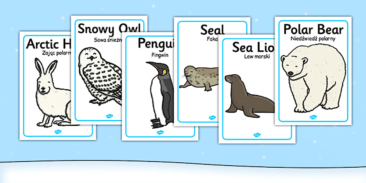 Polar Regions Animals Display Posters Polish Translation