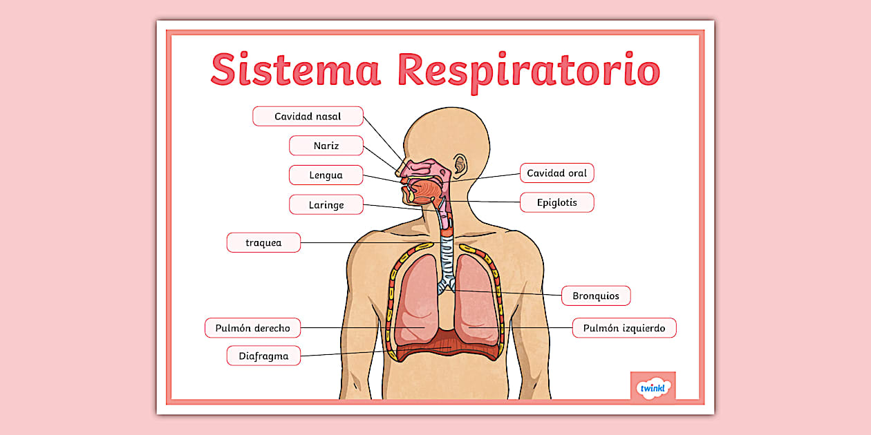 Lámina Del Sistema Respiratorio Recursos Educativos Twinkl