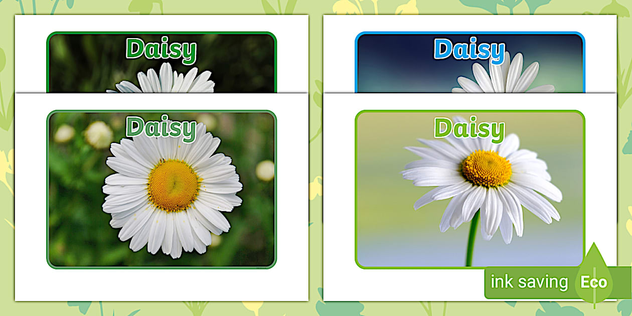 Daisy Photo Pack (phát triển bởi giáo viên) - Twinkl